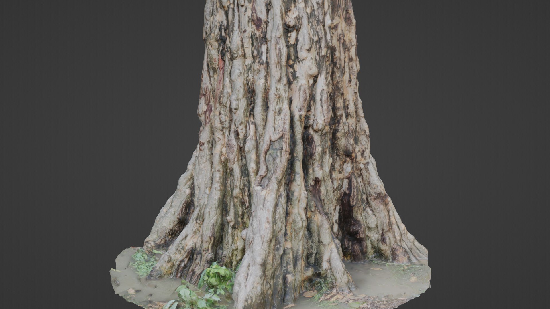 Tree Scan 3D - TurboSquid 2329663