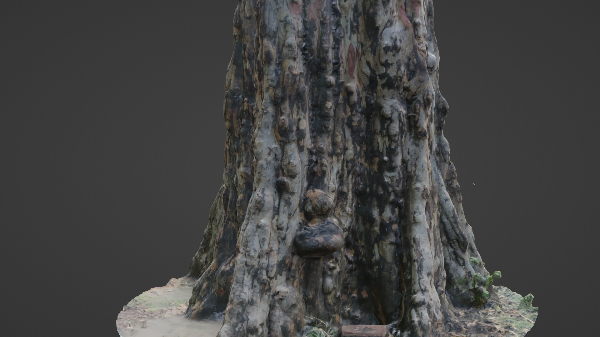 Tree Scan 3D - TurboSquid 2329663