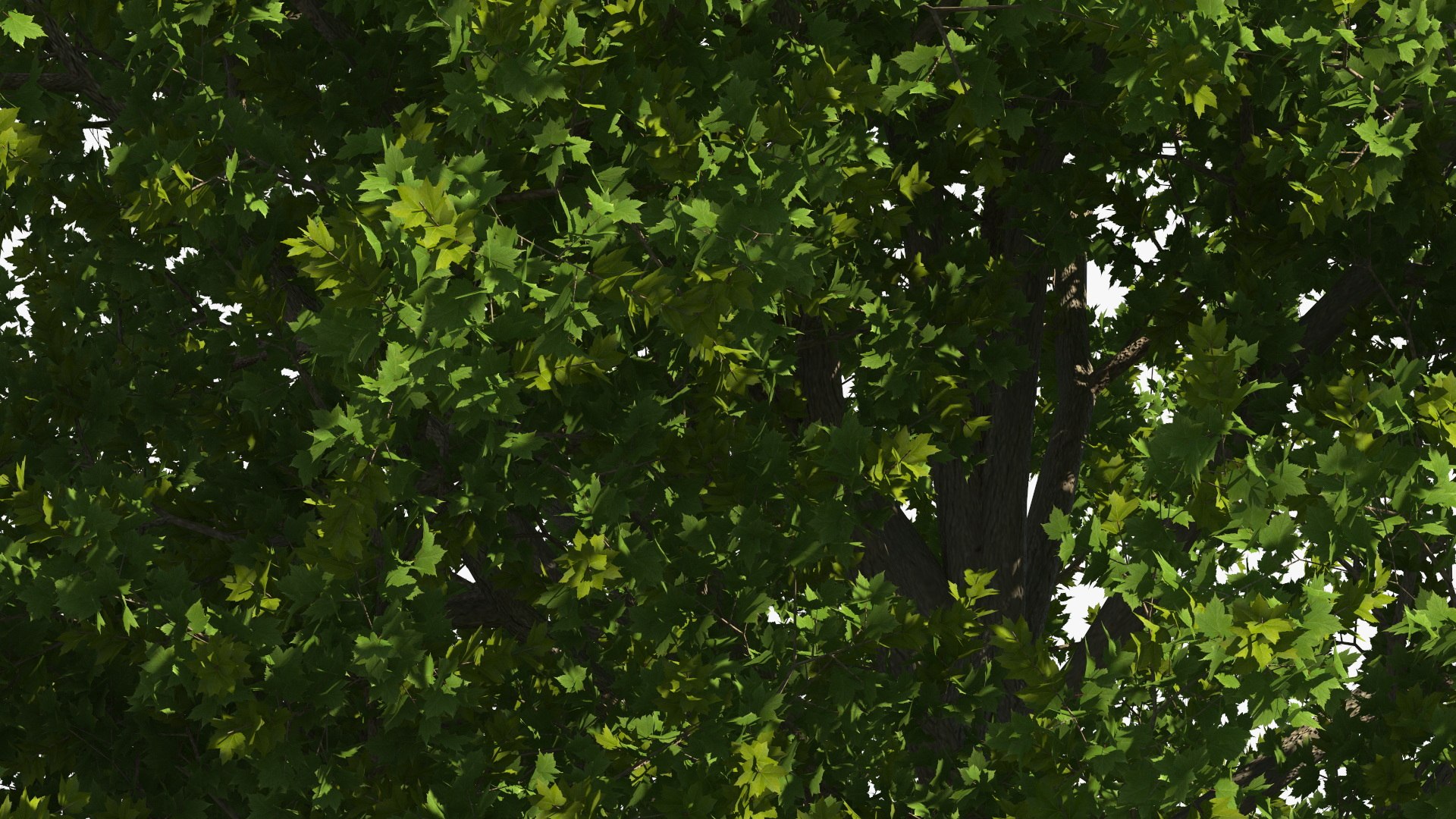 3D Realistic Maple Tree - TurboSquid 2193366