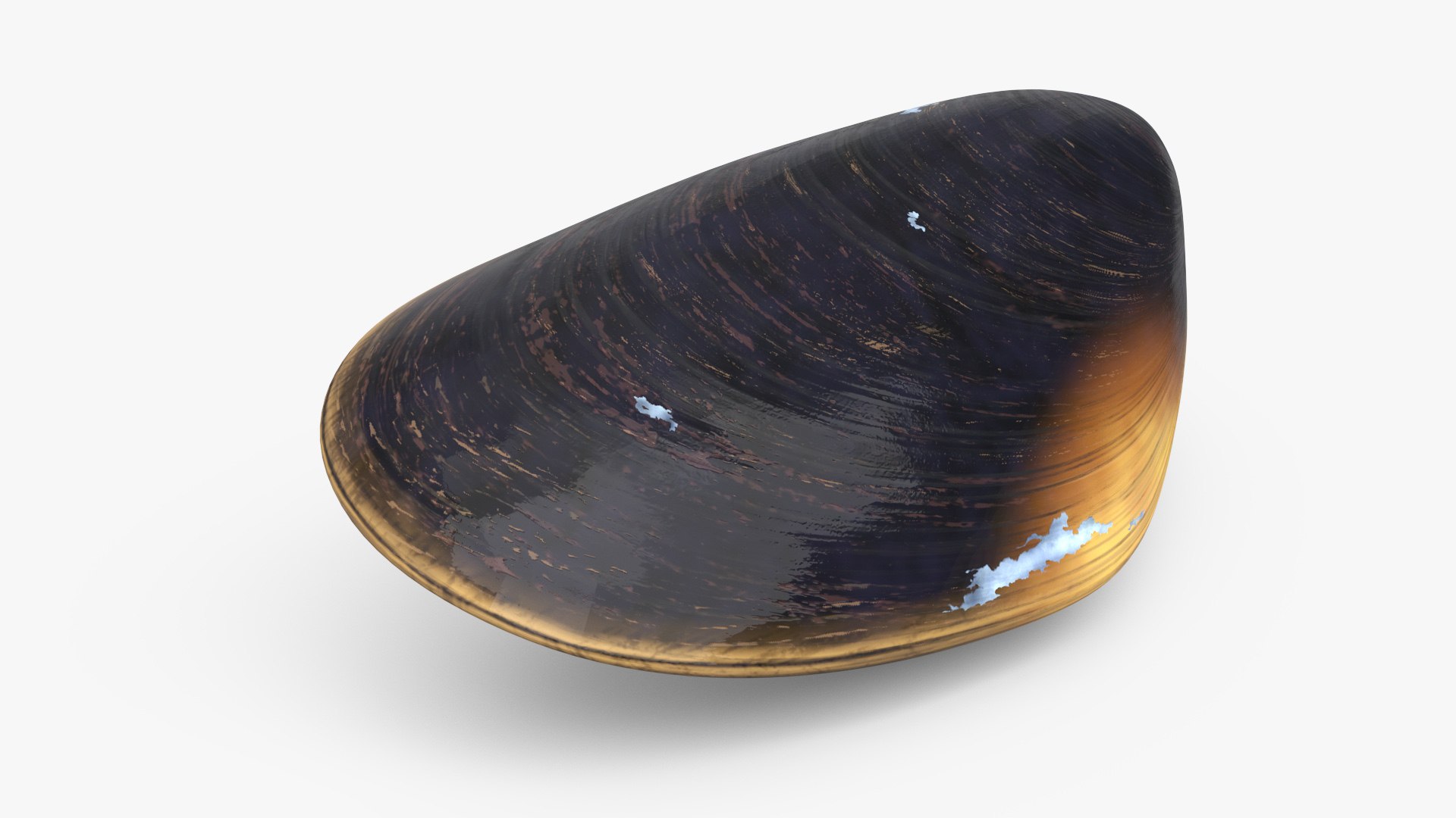 3D Closed Mussel Shell Model - TurboSquid 2227905