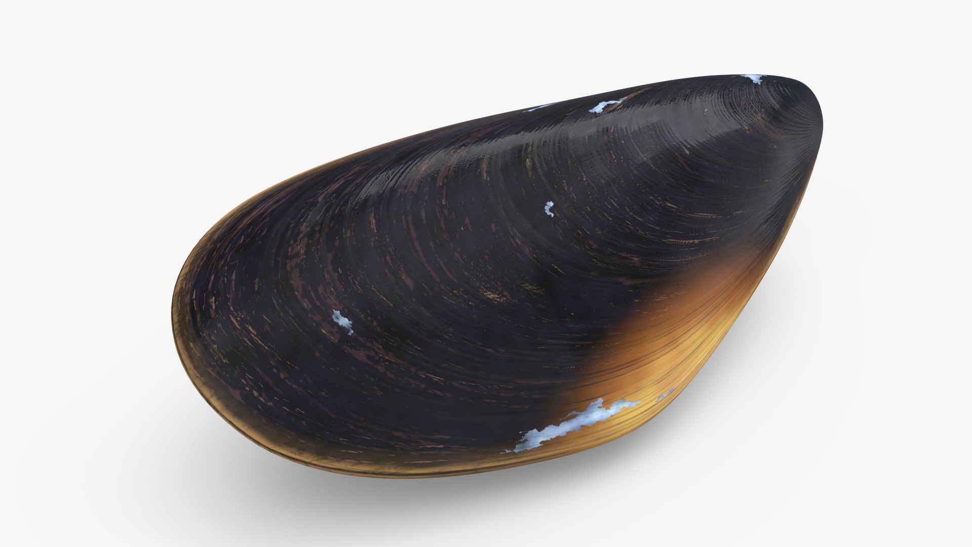 3D Closed Mussel Shell Model - TurboSquid 2227905