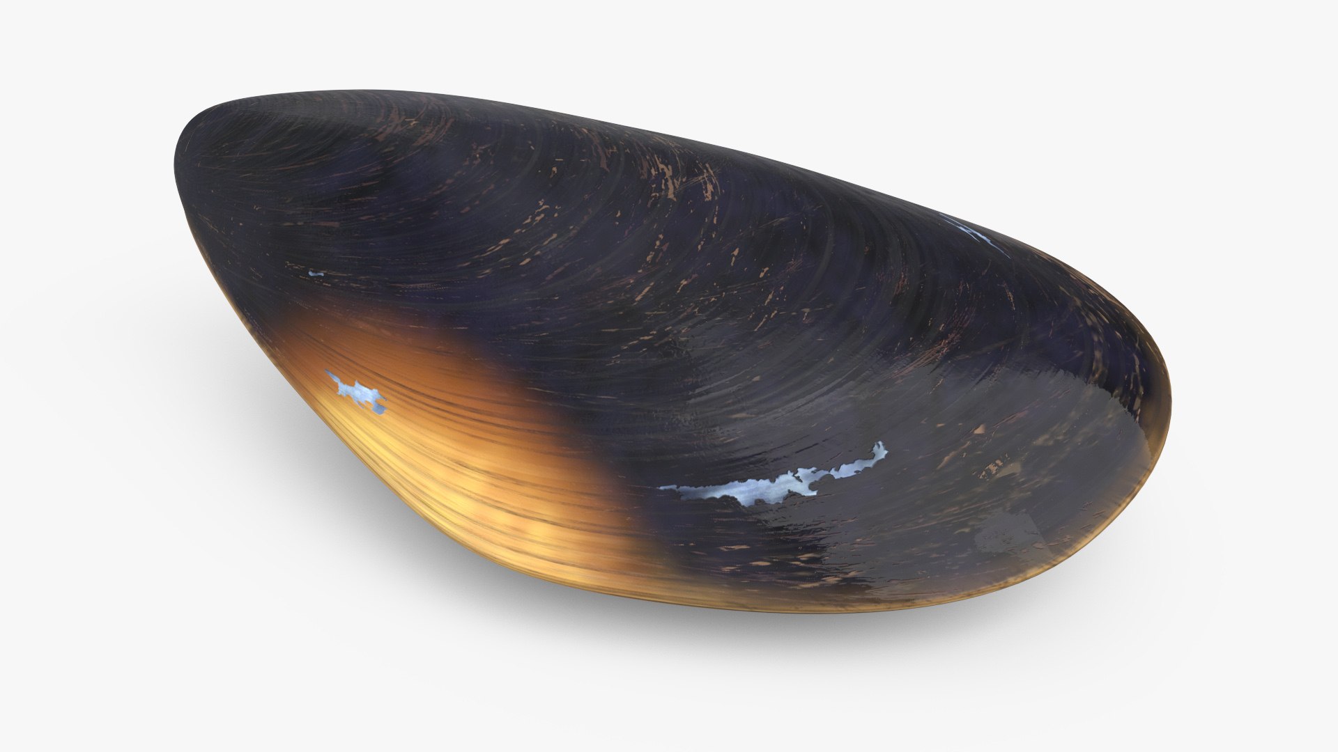 3D Closed Mussel Shell Model - TurboSquid 2227905