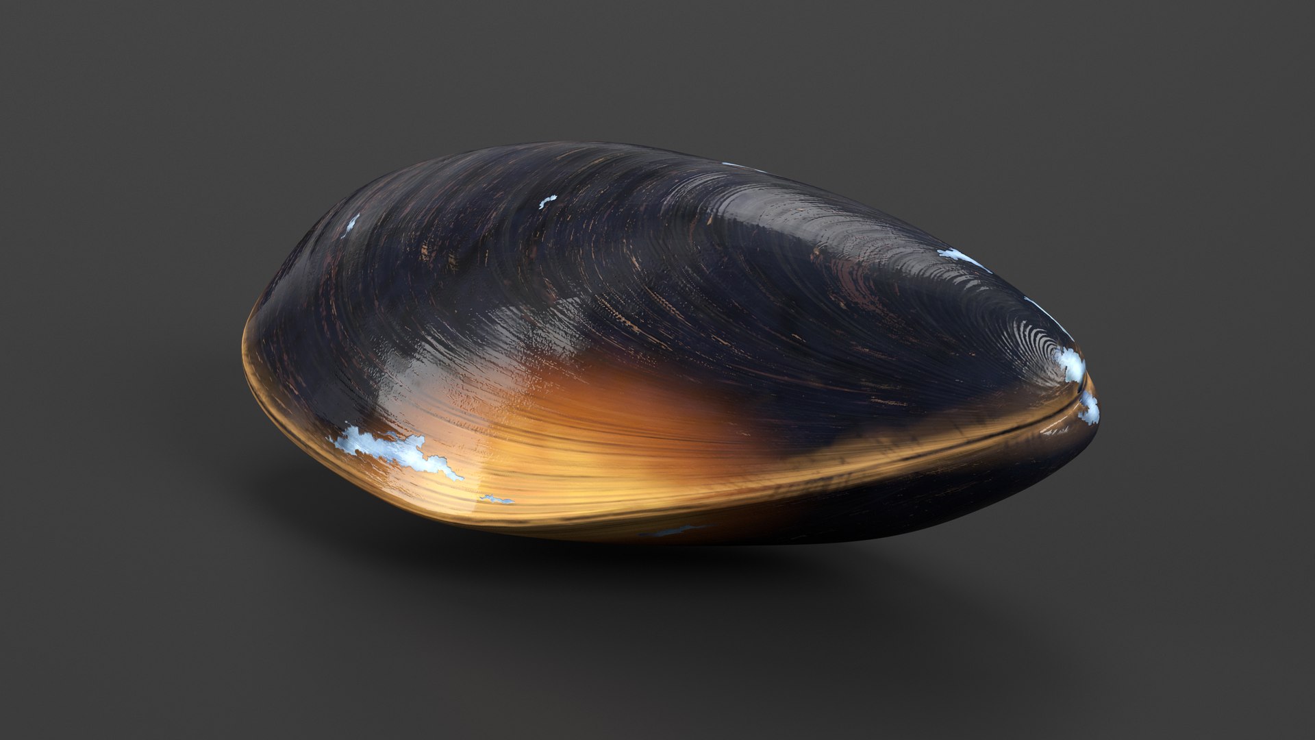 3D Closed Mussel Shell Model - TurboSquid 2227905