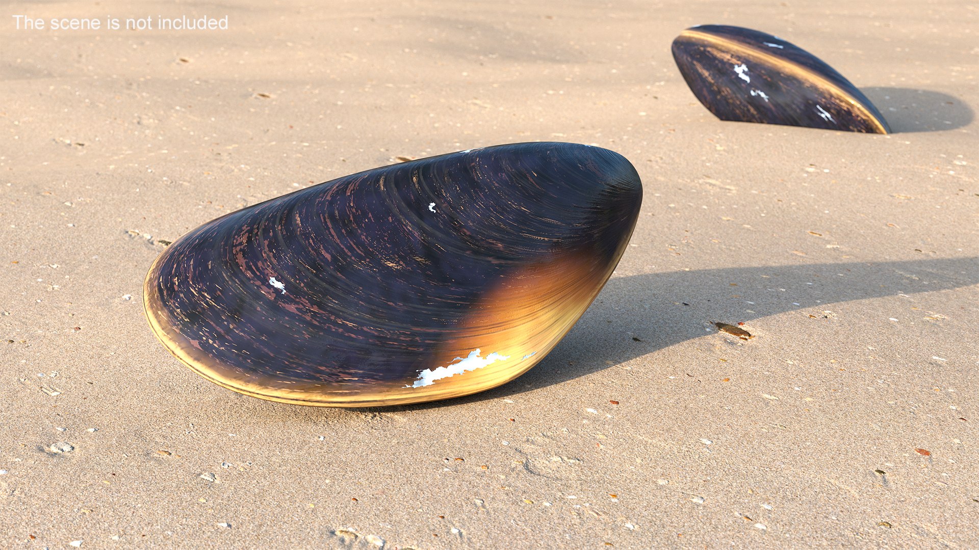 3D Closed Mussel Shell Model - TurboSquid 2227905