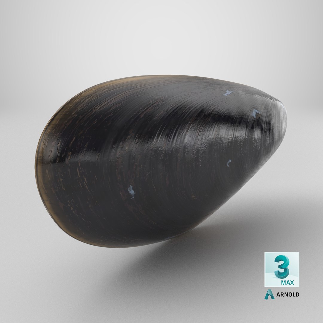 3D Closed Mussel Shell Model - TurboSquid 2227905
