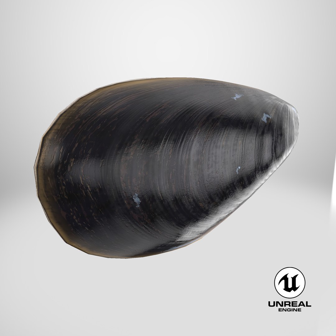3D Closed Mussel Shell Model - TurboSquid 2227905