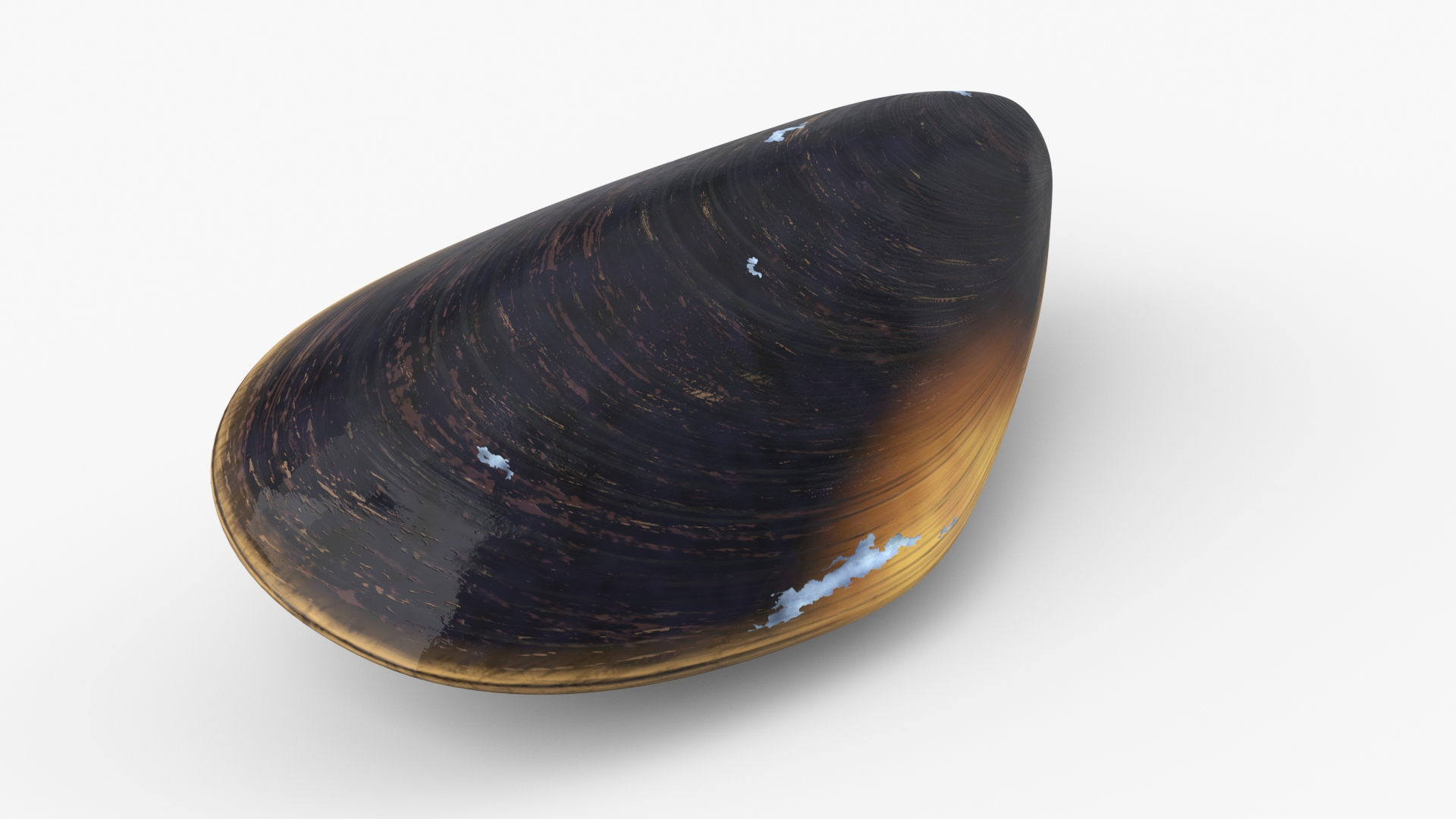 3D Closed Mussel Shell Model - TurboSquid 2227905