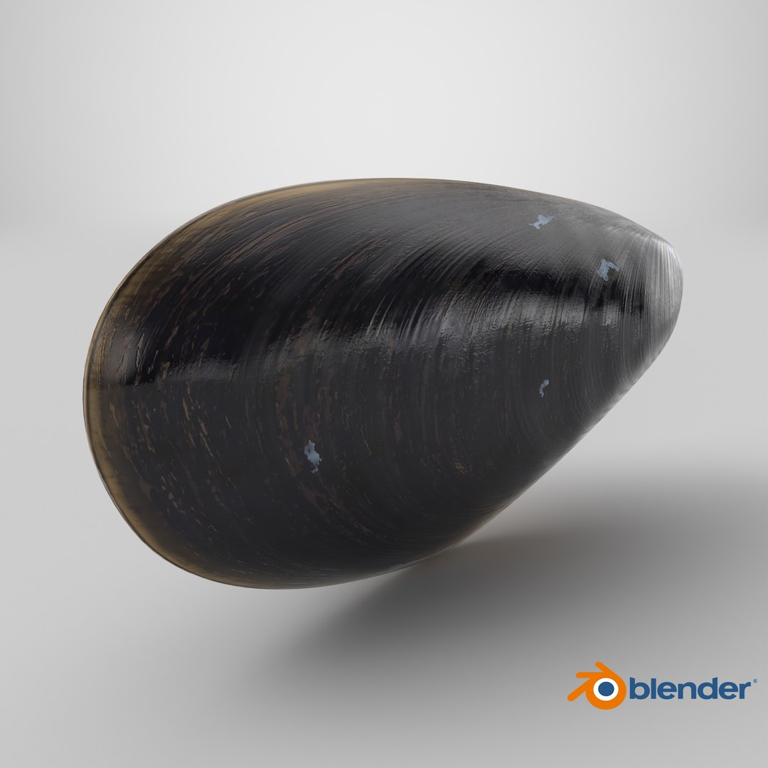 3D Closed Mussel Shell Model - TurboSquid 2227905