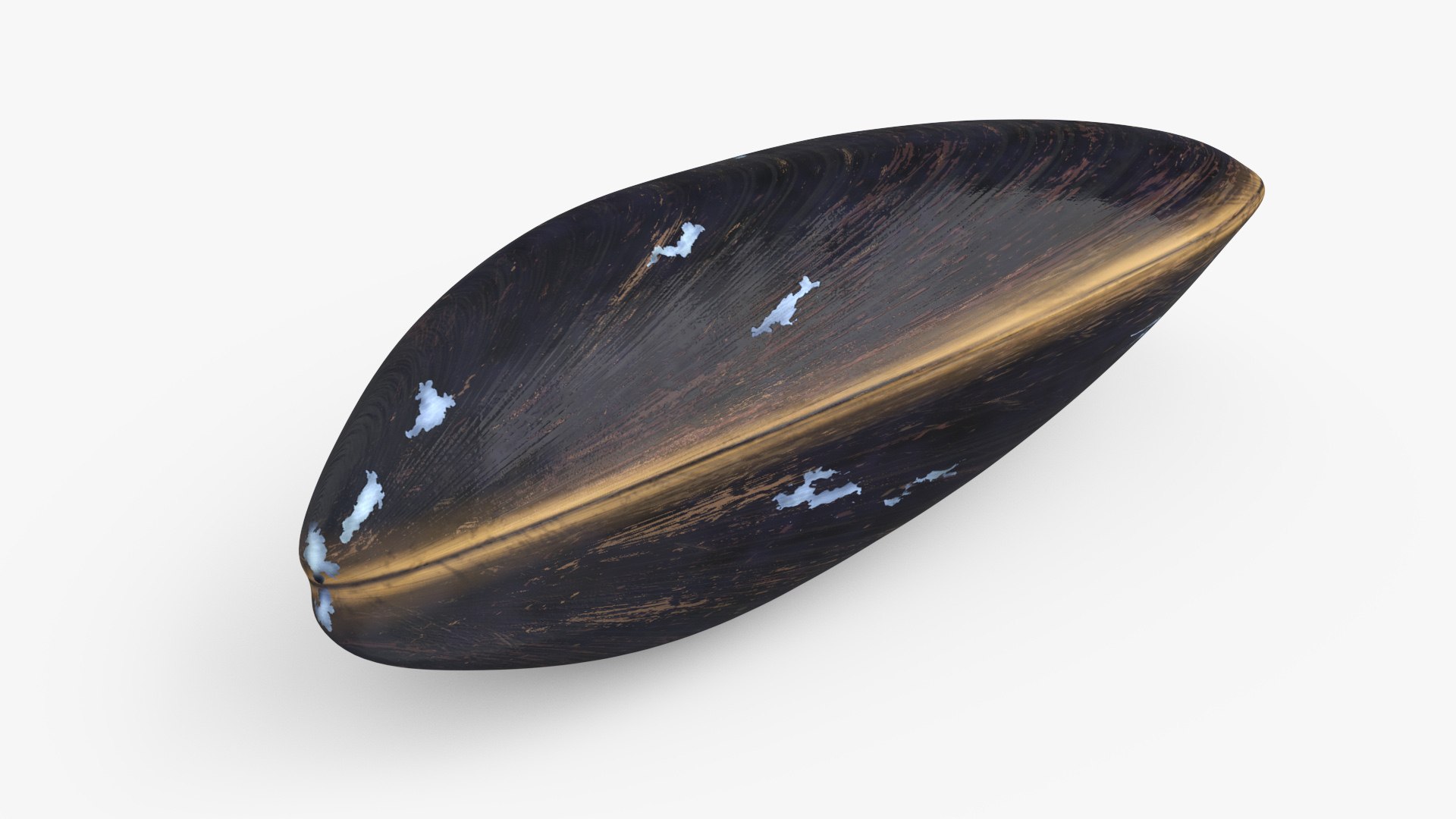 3D Closed Mussel Shell Model - TurboSquid 2227905