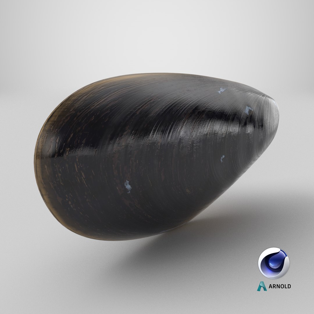 3D Closed Mussel Shell Model - TurboSquid 2227905