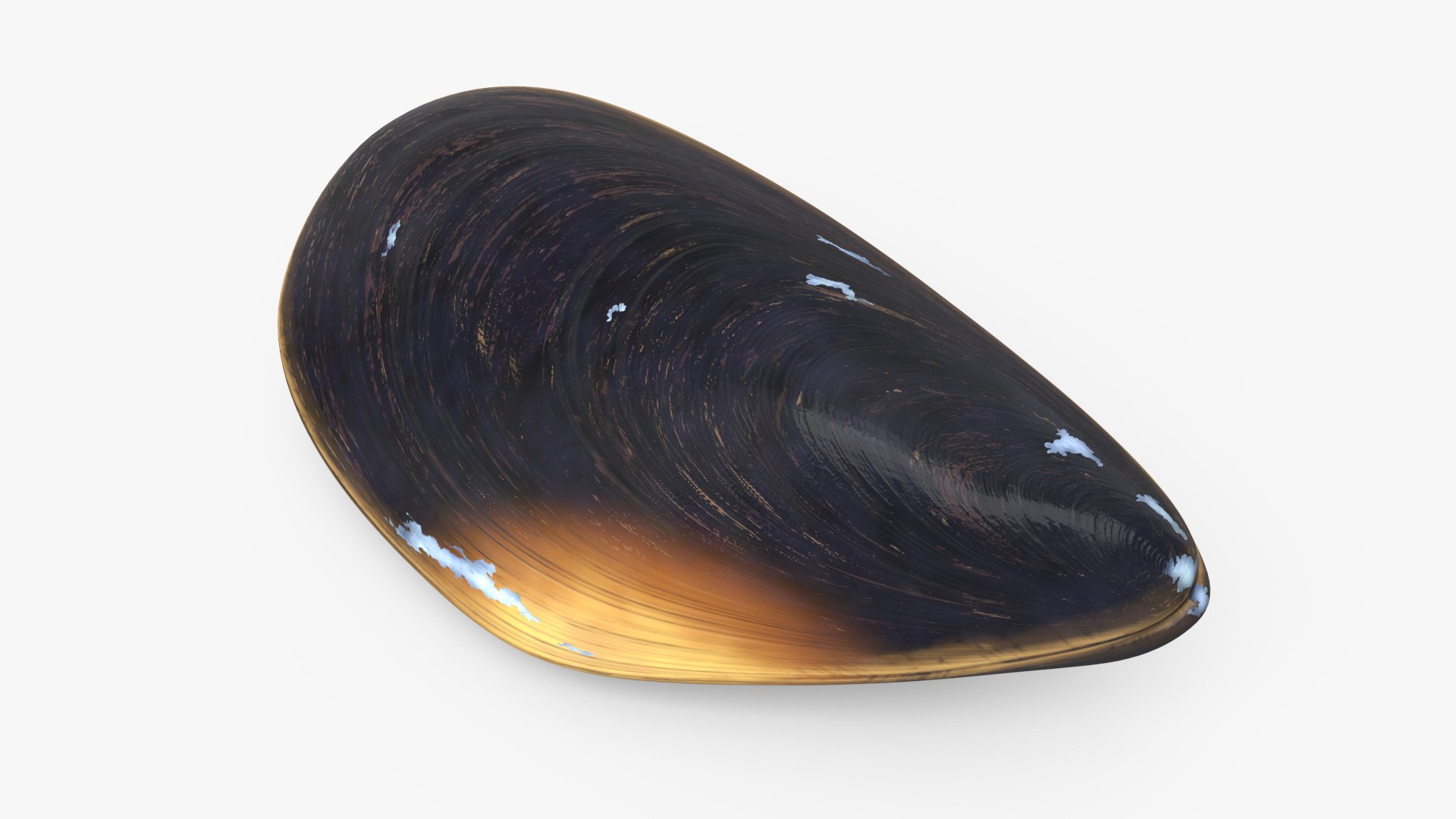 3D Closed Mussel Shell Model - TurboSquid 2227905