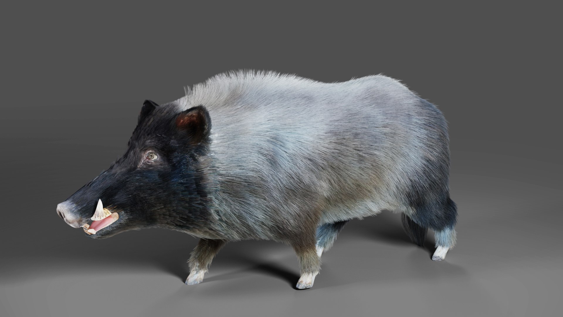 3D Fur Black Wild Boar V07 Rigged And Animation Model - TurboSquid 1992105