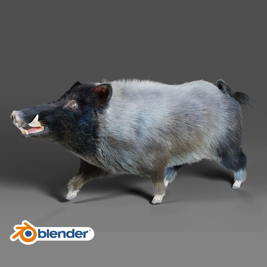 Fur Black Wild Boar V07 Rigged and Animation3D模型 - TurboSquid 1992105