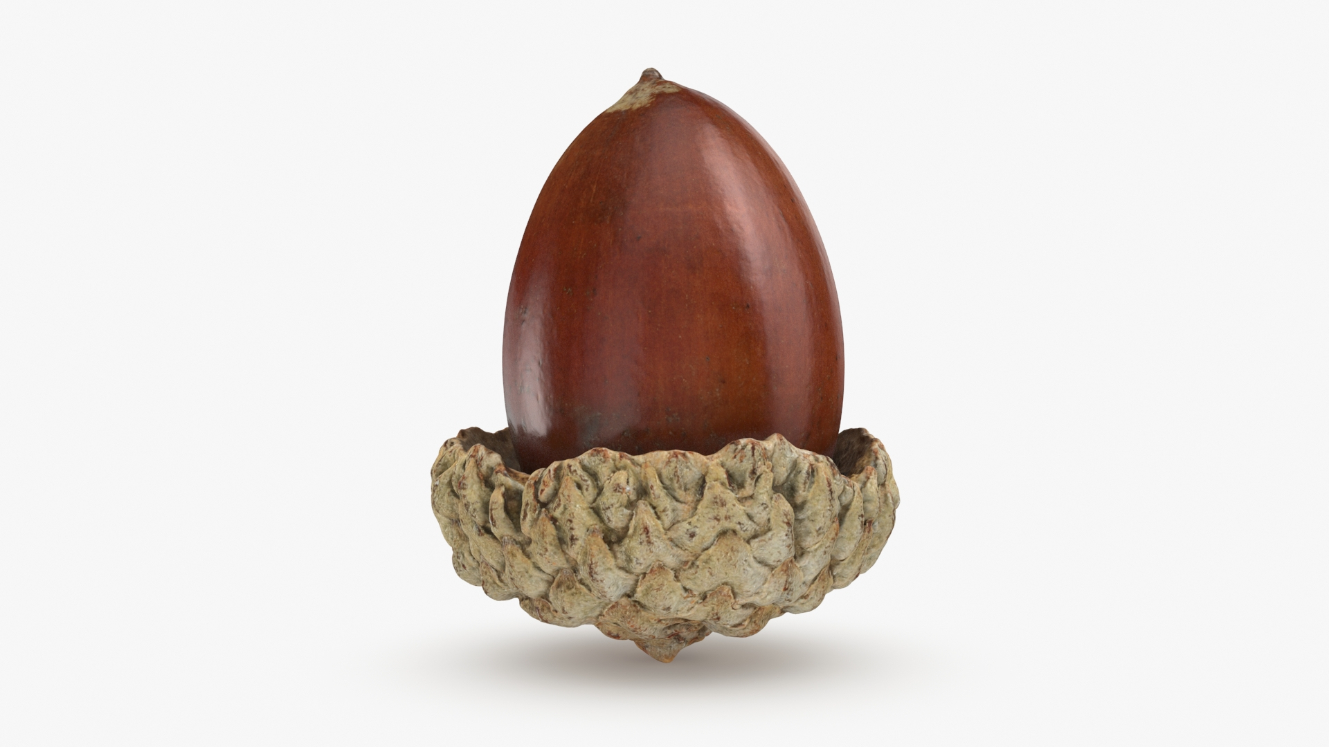 3D Acorn Collection - TurboSquid 2289095