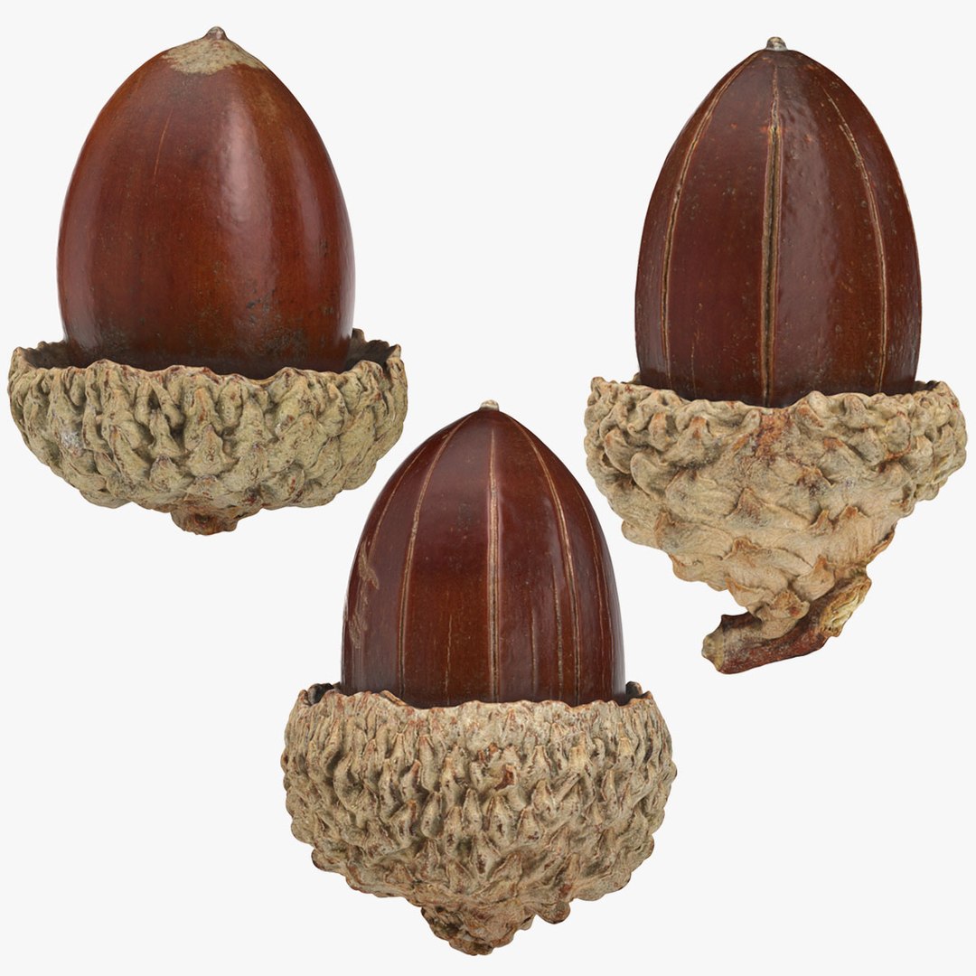 3D Acorn Collection - TurboSquid 2289095