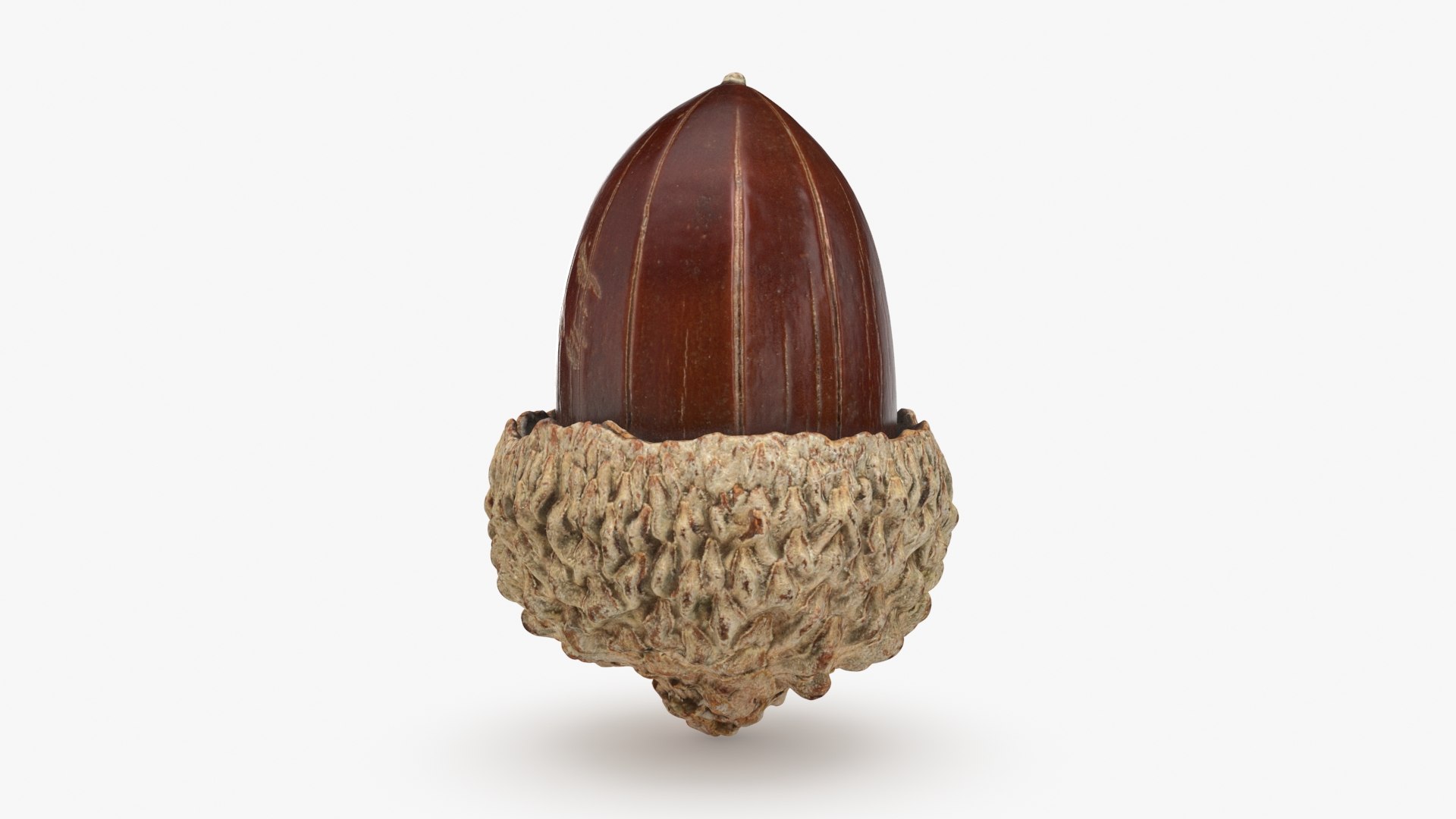 3D Acorn Collection - TurboSquid 2289095