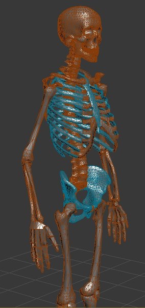 anatomical skeleton anatomy 3d max