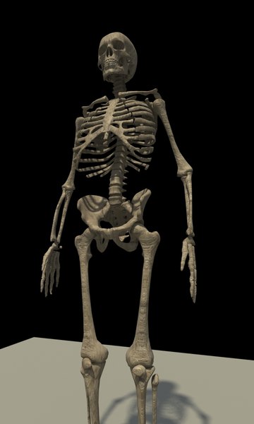 anatomical skeleton anatomy 3d max