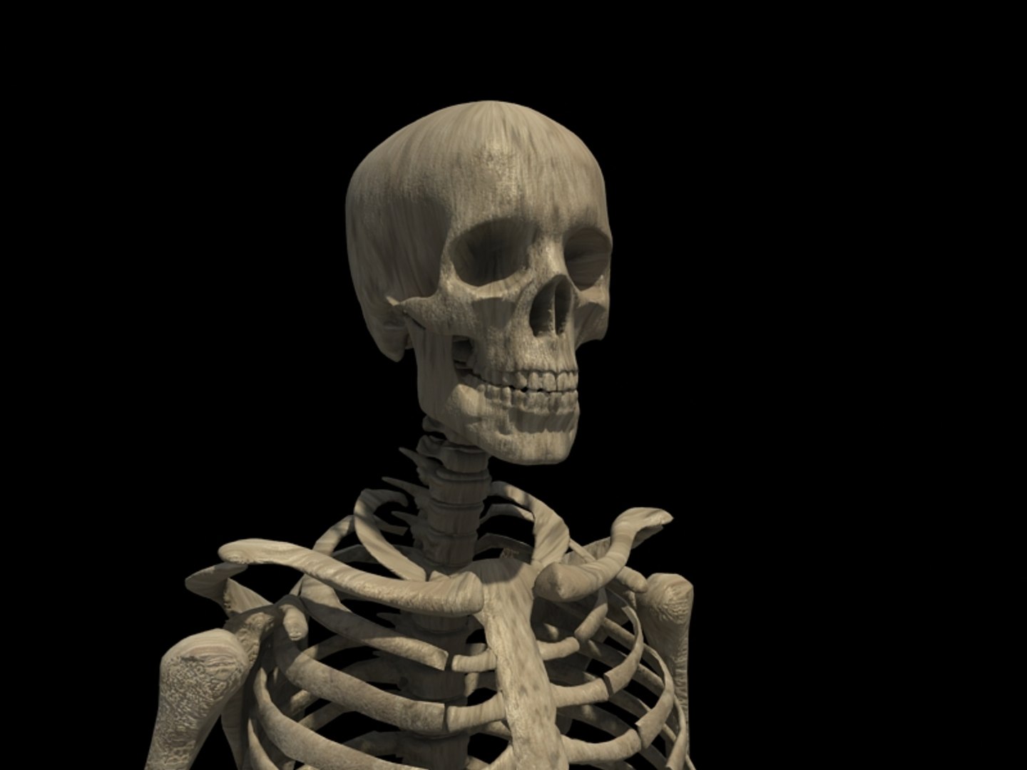 Anatomical Skeleton Anatomy 3d Max