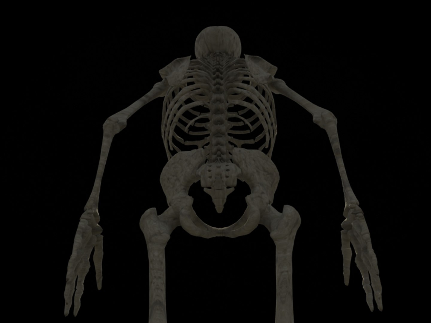 Anatomical Skeleton Anatomy 3d Max