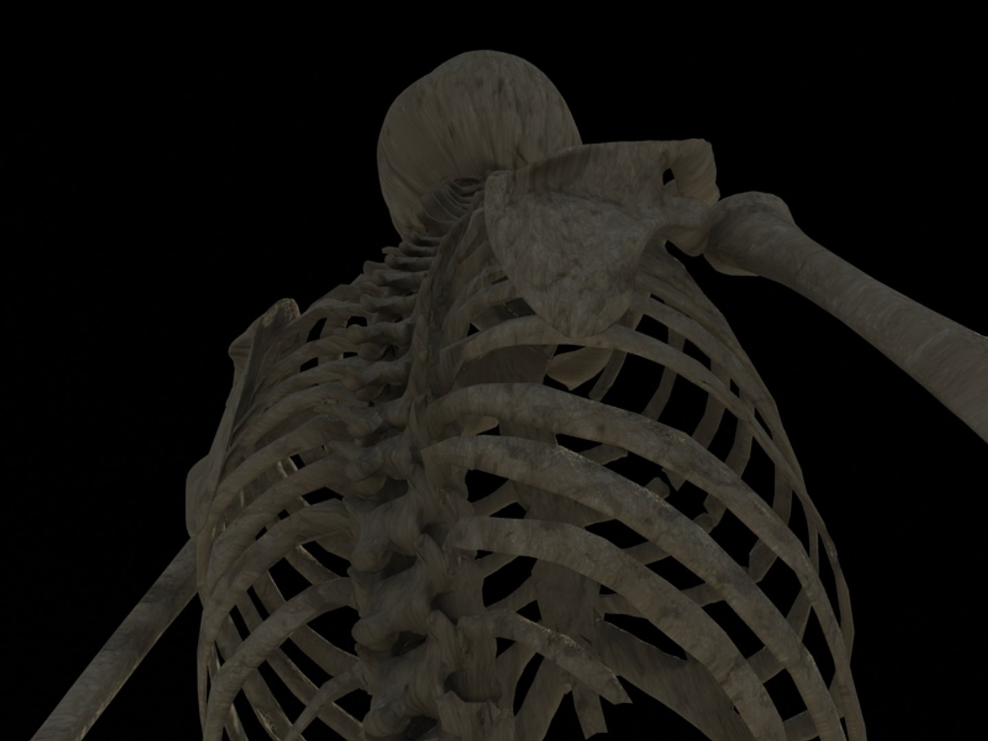 Anatomical Skeleton Anatomy 3d Max