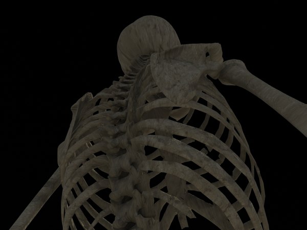 anatomical skeleton anatomy 3d max