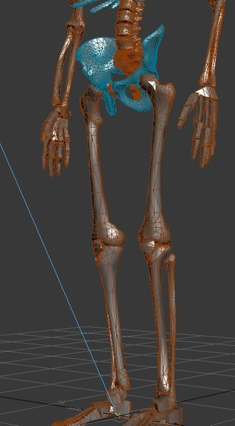 anatomical skeleton anatomy 3d max
