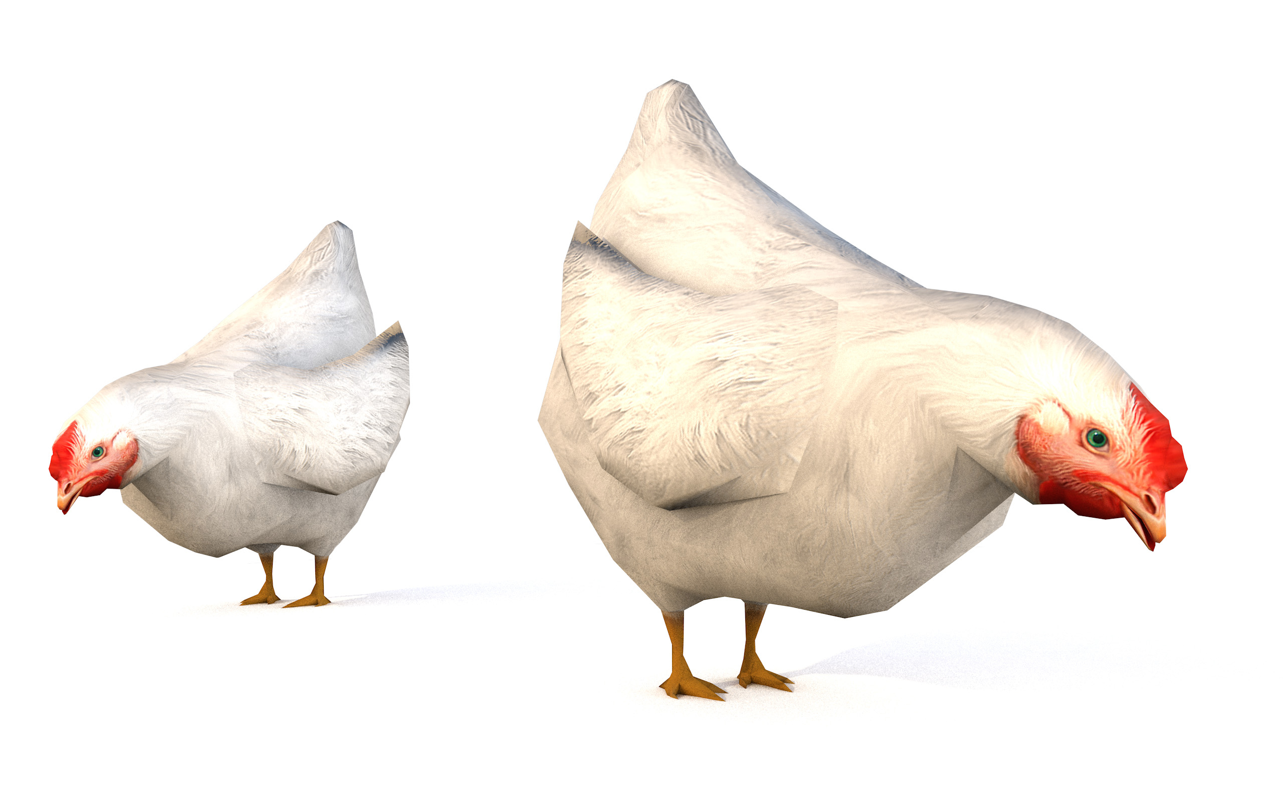 Poultry farm animal bird model - TurboSquid 1646968