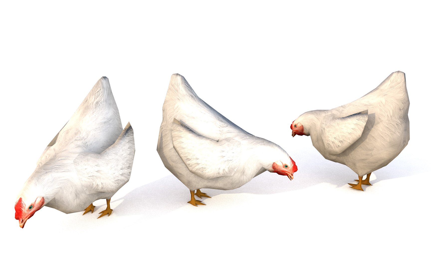 Poultry Farm Animal Bird Model - TurboSquid 1646968