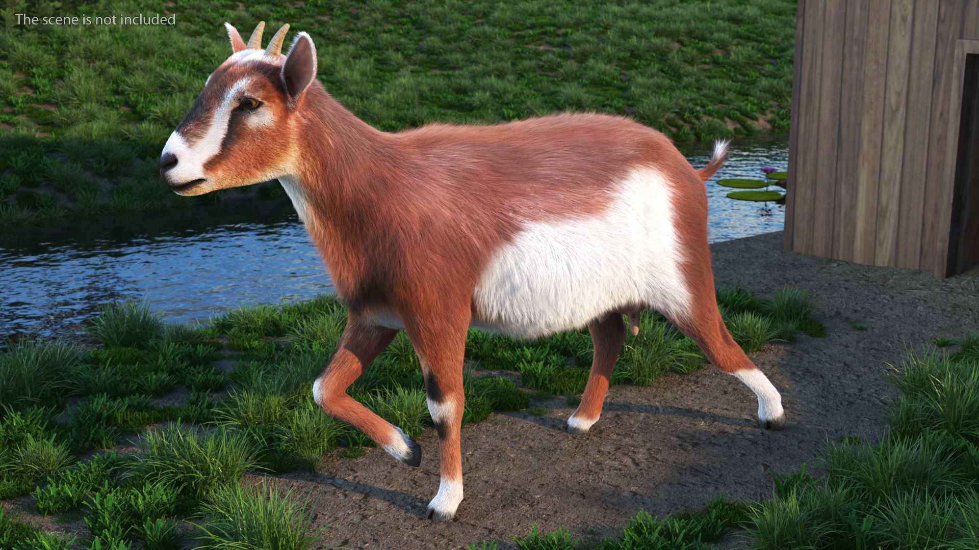 Walking Goat Fur 3D model - TurboSquid 1992021