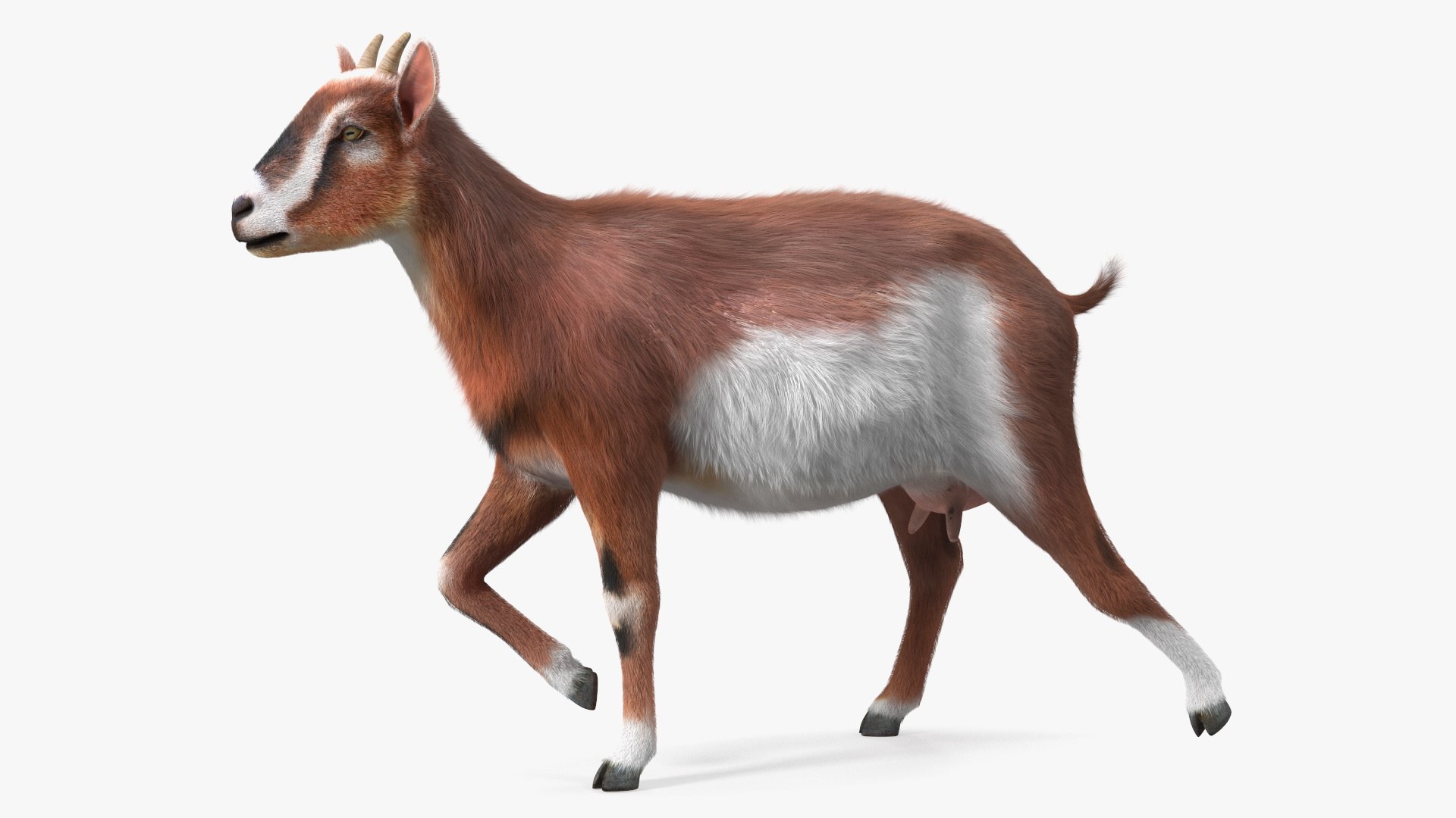 Walking Goat Fur 3D model - TurboSquid 1992021