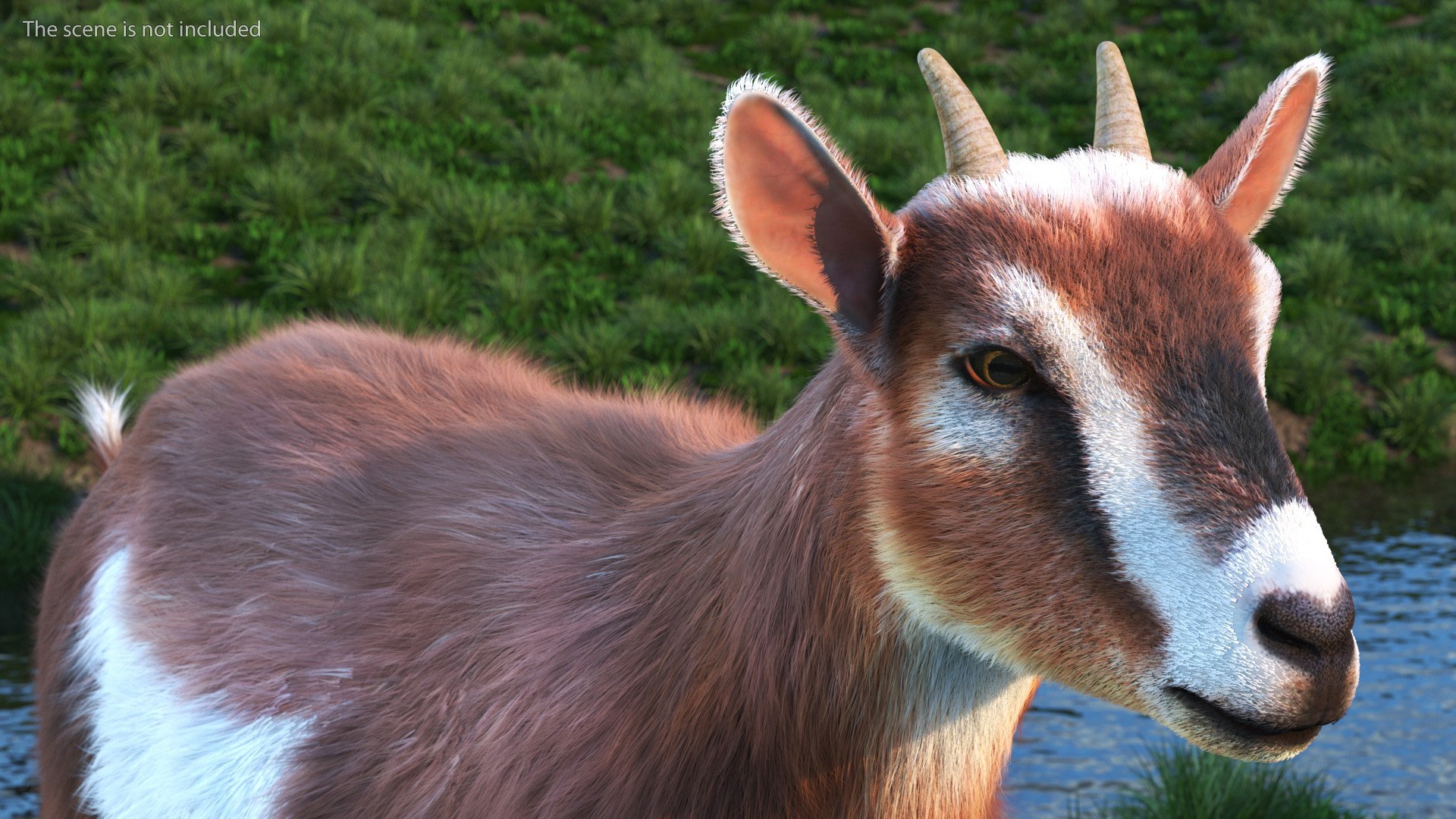 Walking Goat Fur 3D model - TurboSquid 1992021