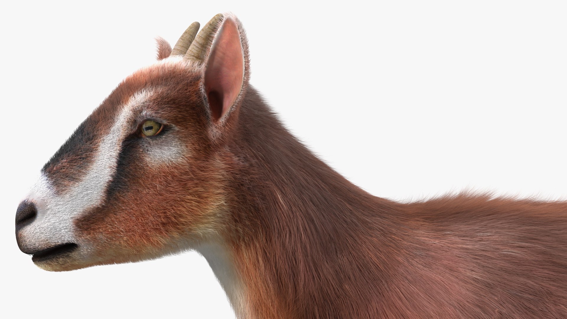 Walking Goat Fur 3D model - TurboSquid 1992021