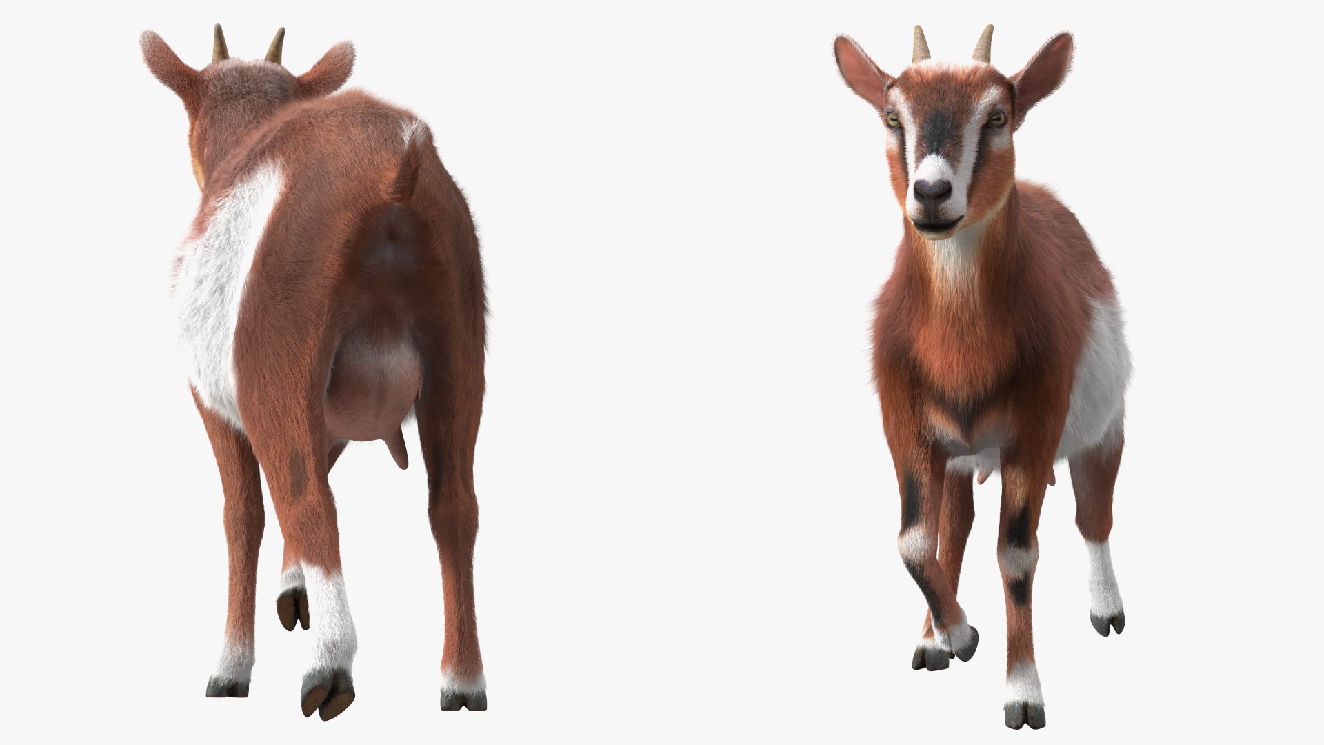 Walking Goat Fur 3D model - TurboSquid 1992021