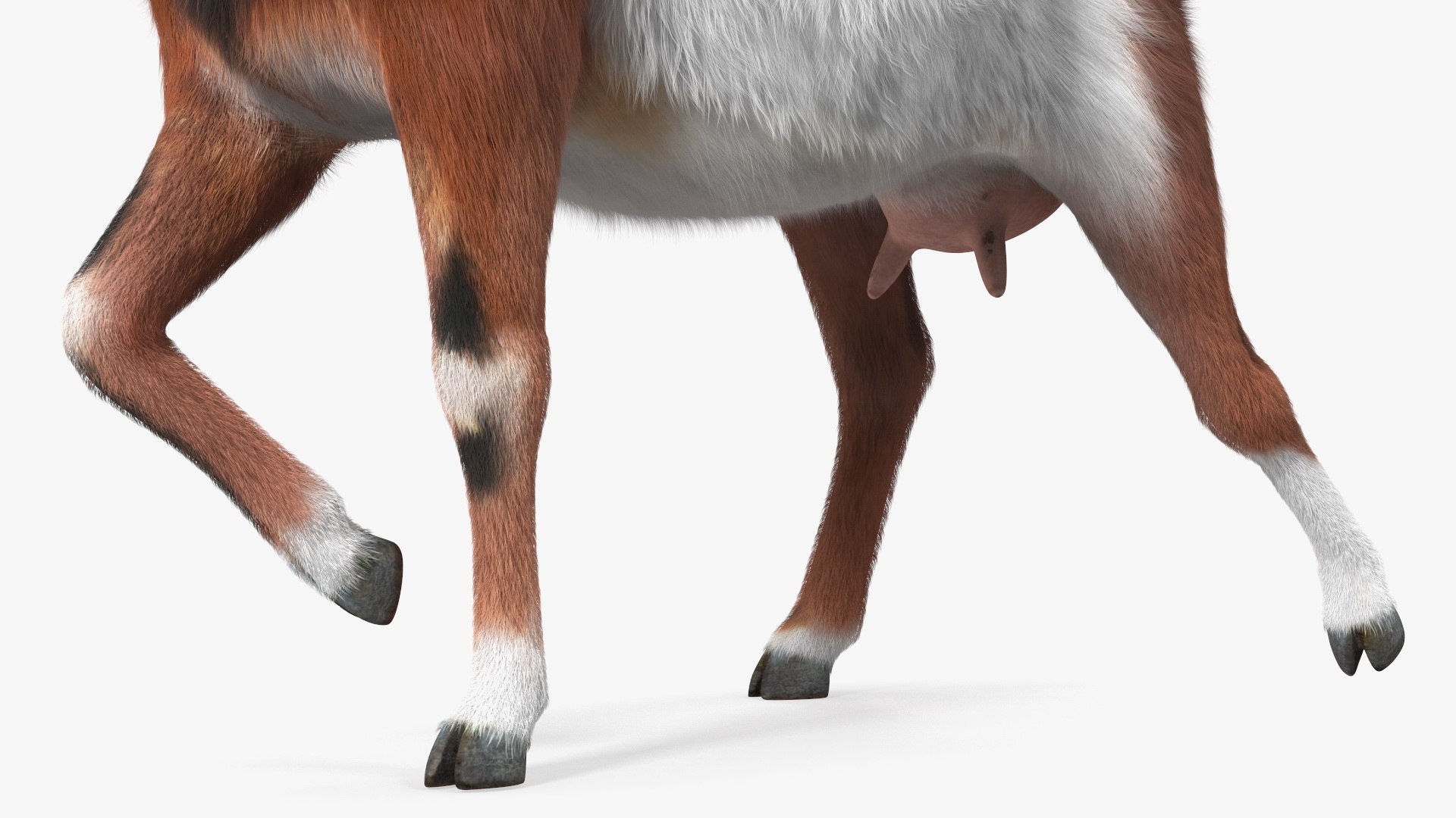 Walking Goat Fur 3D model - TurboSquid 1992021