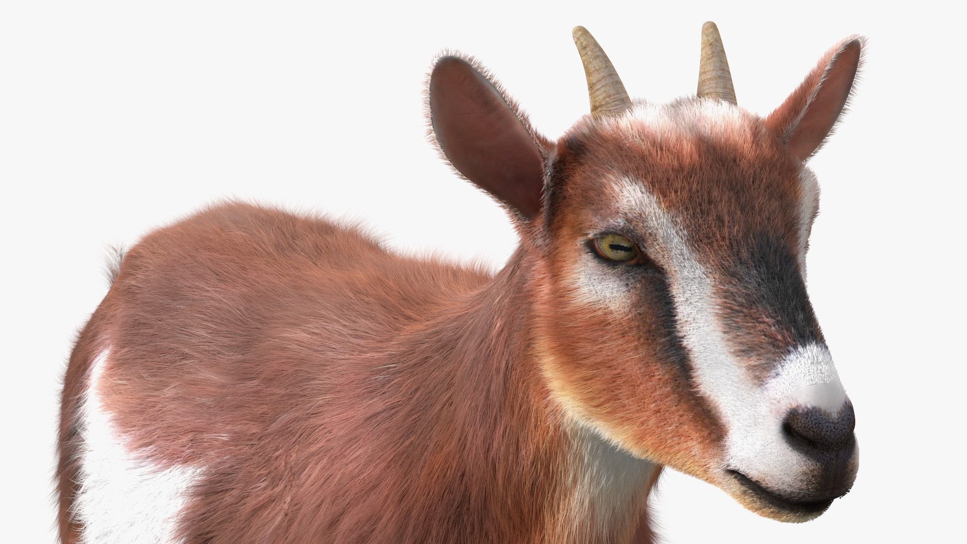 Walking Goat Fur 3D model - TurboSquid 1992021