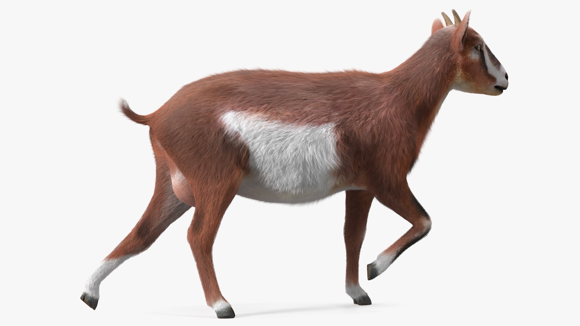 Walking Goat Fur 3D model - TurboSquid 1992021