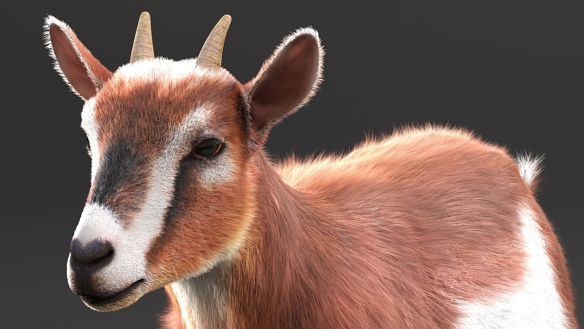 Walking Goat Fur 3D model - TurboSquid 1992021