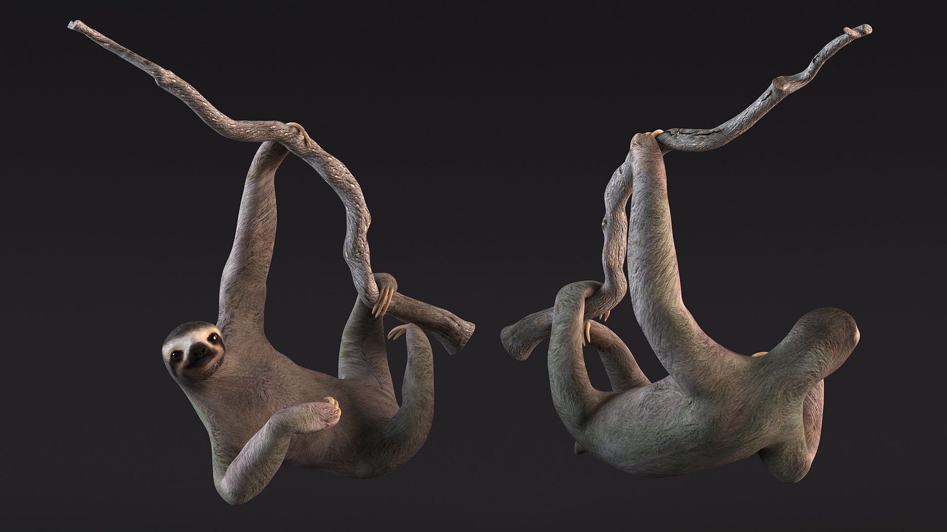 Sloth Hanging From A Branch 3D Model - TurboSquid 2181791