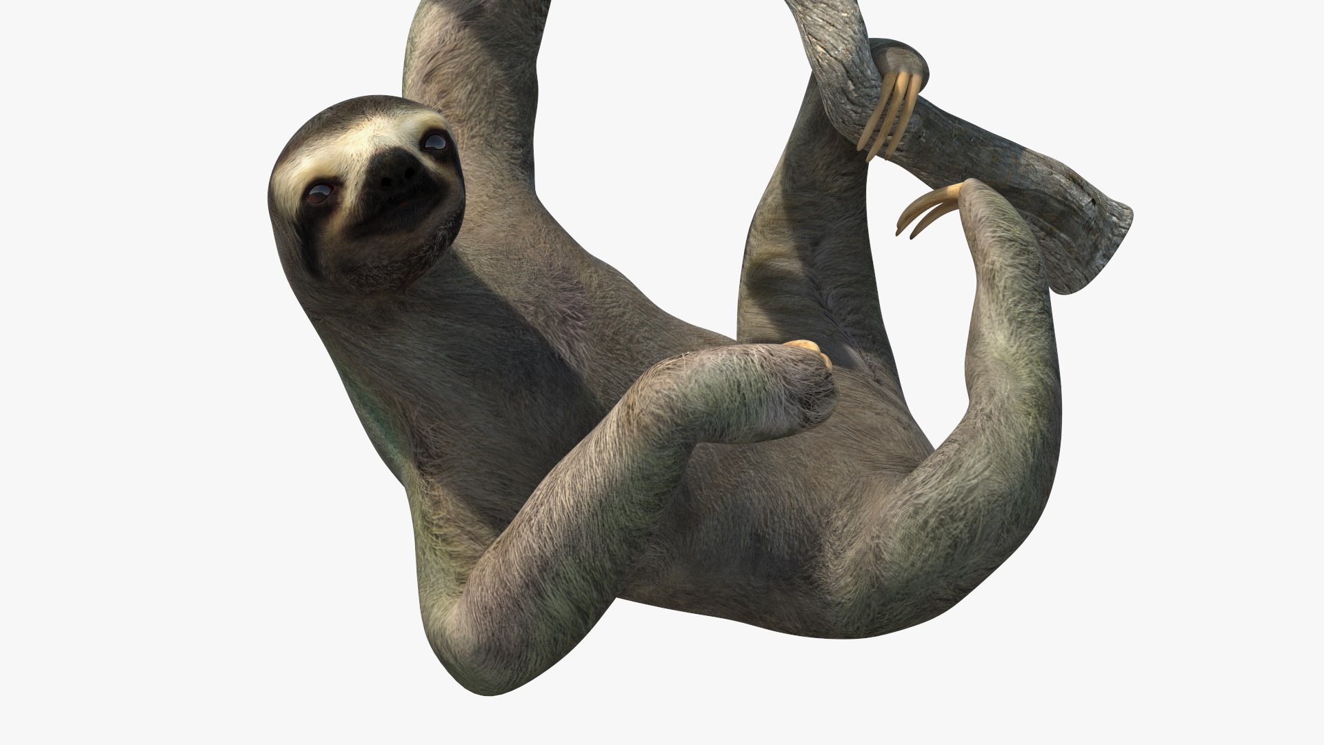 Sloth Hanging From A Branch 3D Model - TurboSquid 2181791