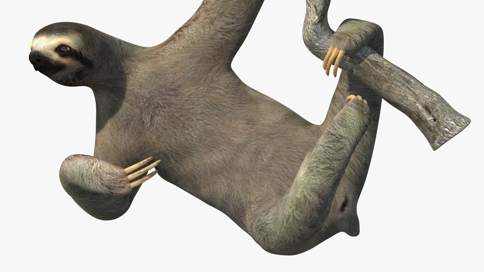 Sloth Hanging From A Branch 3D Model - TurboSquid 2181791