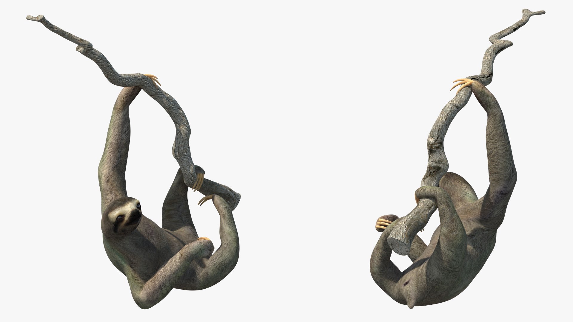 Sloth Hanging From A Branch 3D Model - TurboSquid 2181791