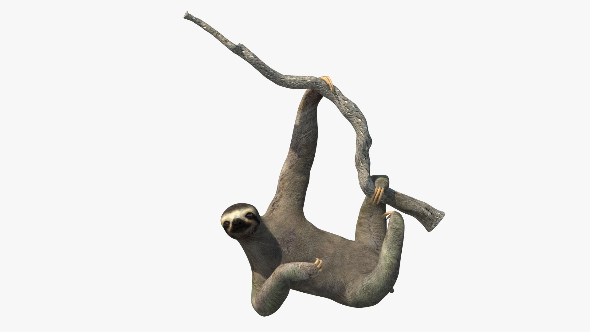 Sloth Hanging From A Branch 3D Model - TurboSquid 2181791
