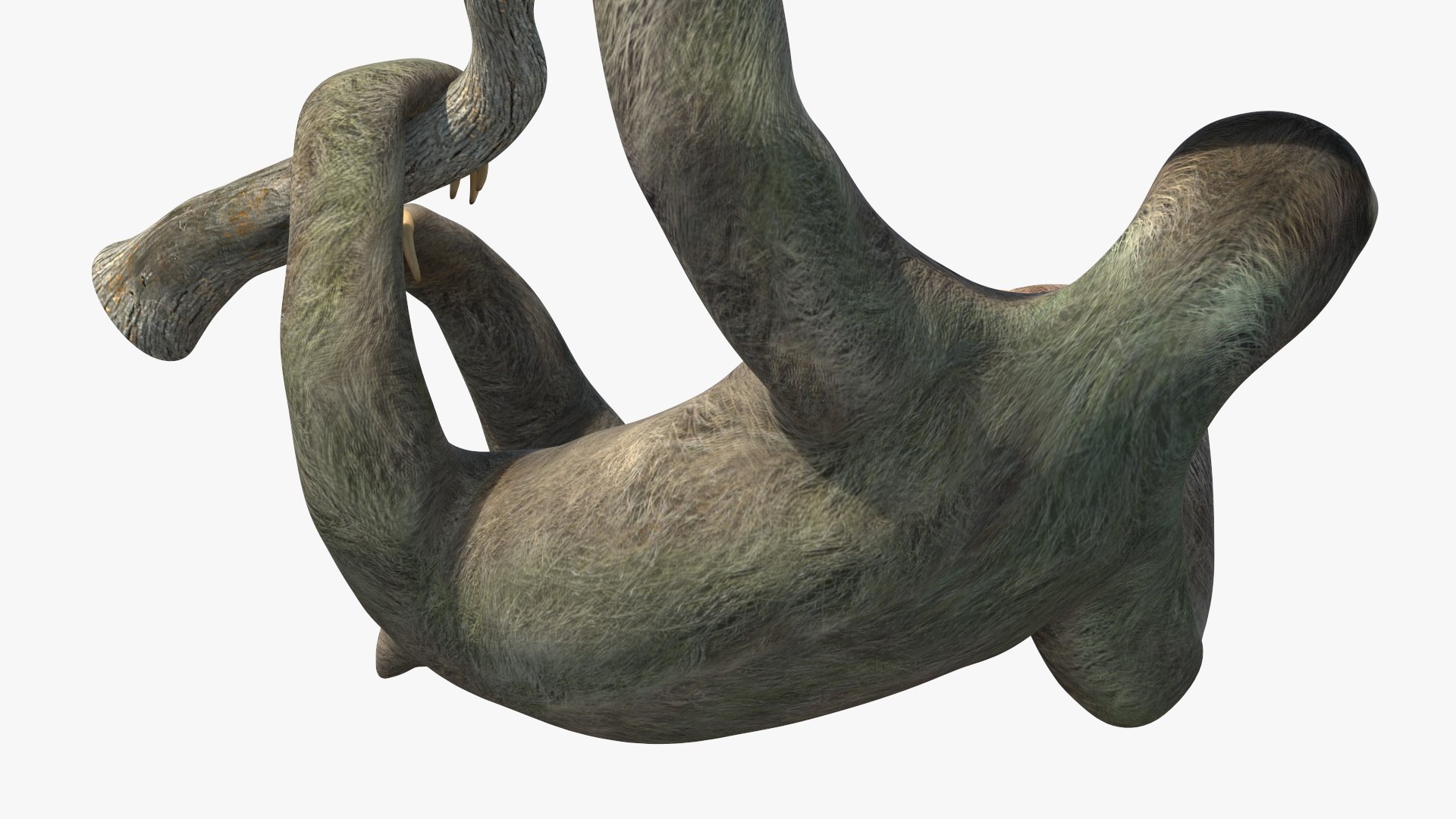 Sloth Hanging From A Branch 3D Model - TurboSquid 2181791