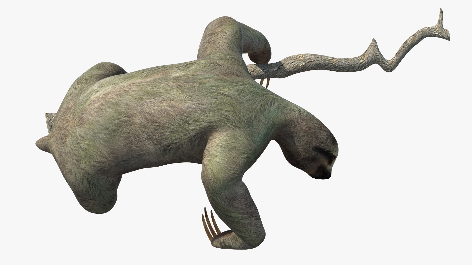 Sloth Hanging From A Branch 3D Model - TurboSquid 2181791