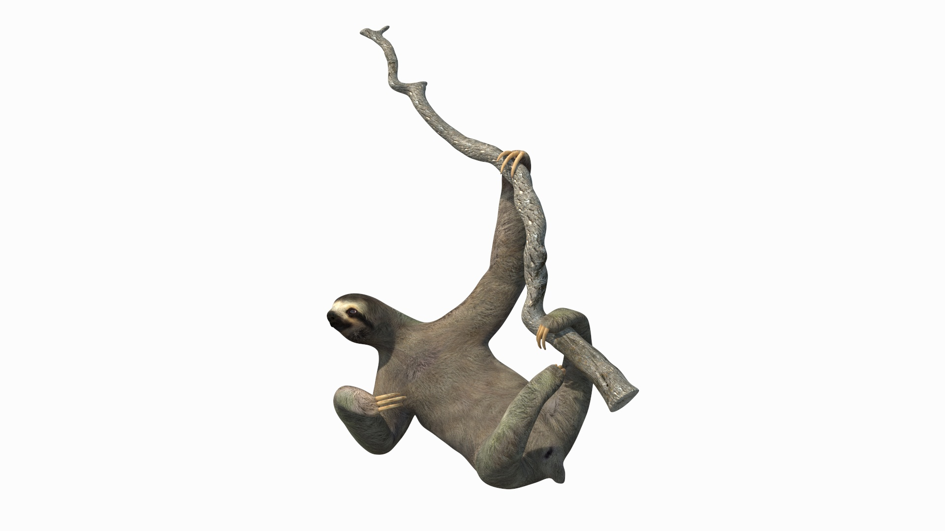 Sloth Hanging From A Branch 3D Model - TurboSquid 2181791