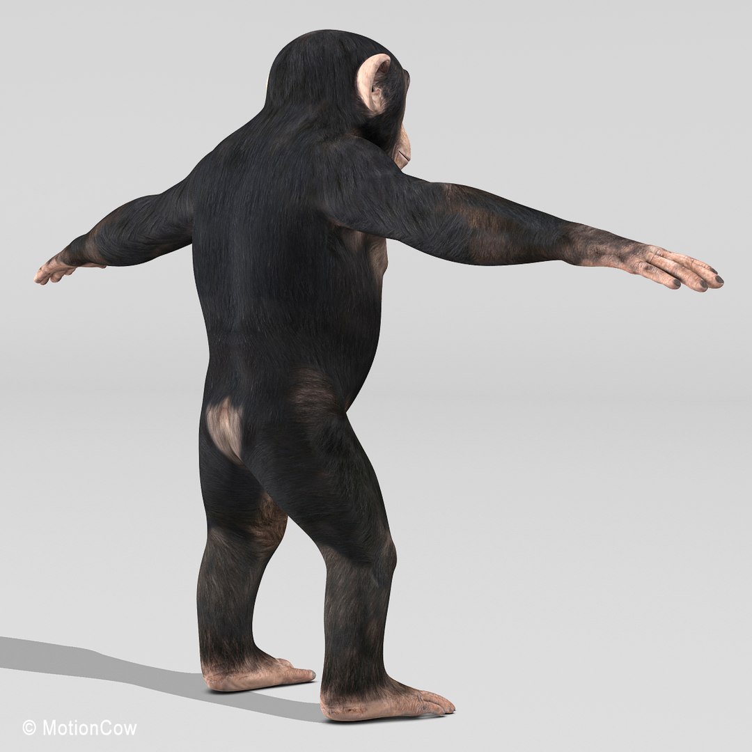 3d Realistic Rigged Model