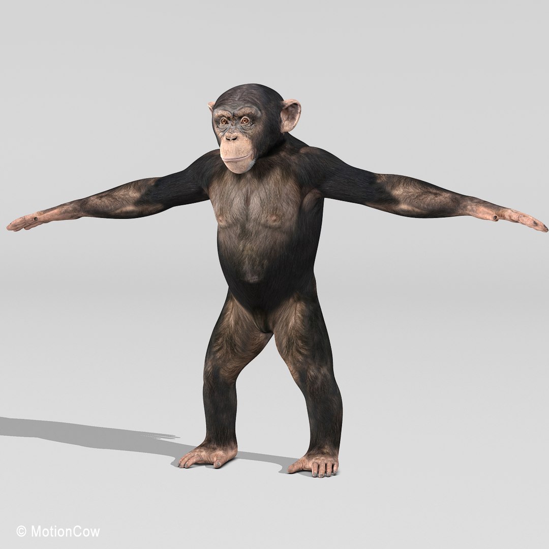 3d Realistic Rigged Model