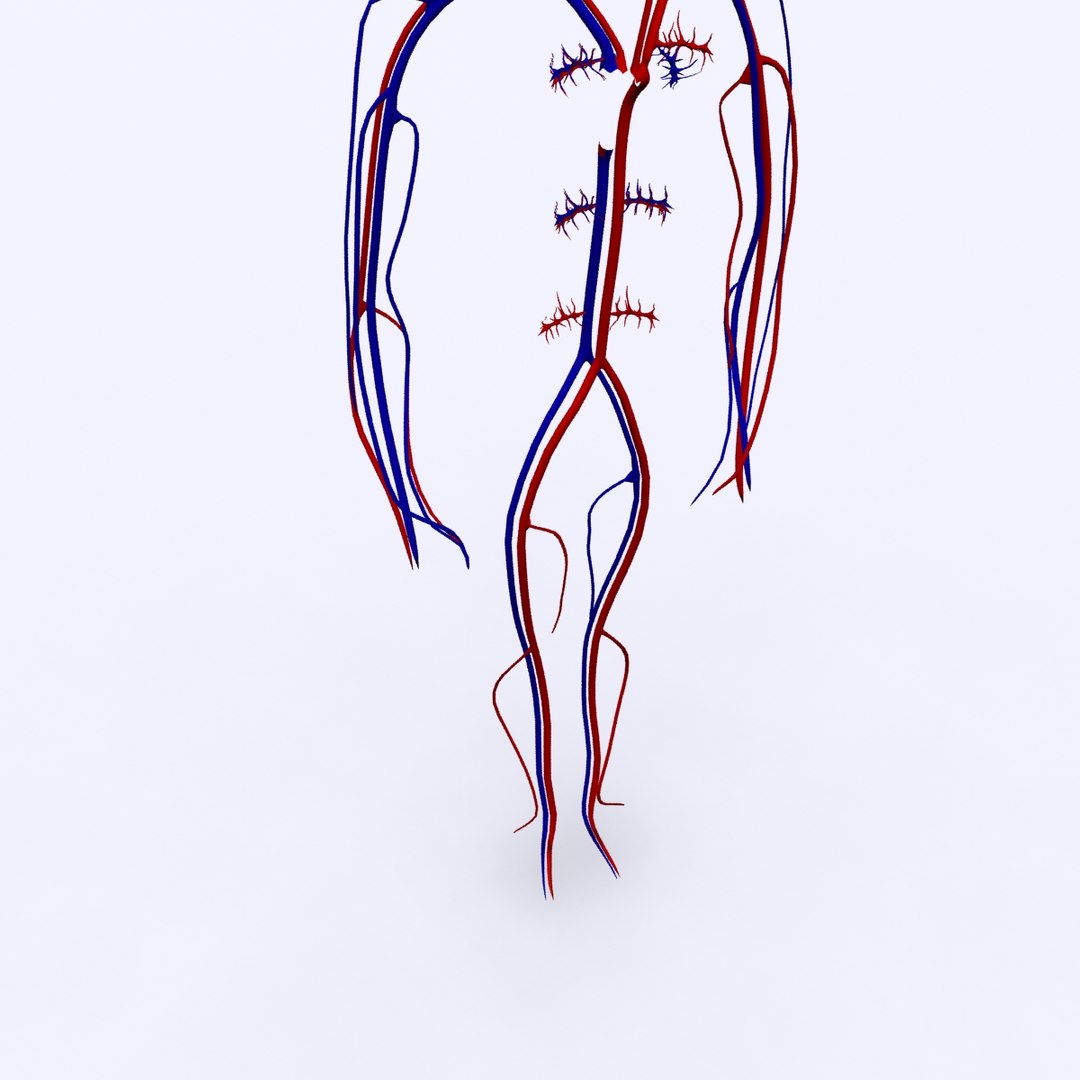 3d Model Basic Circulatory 2010