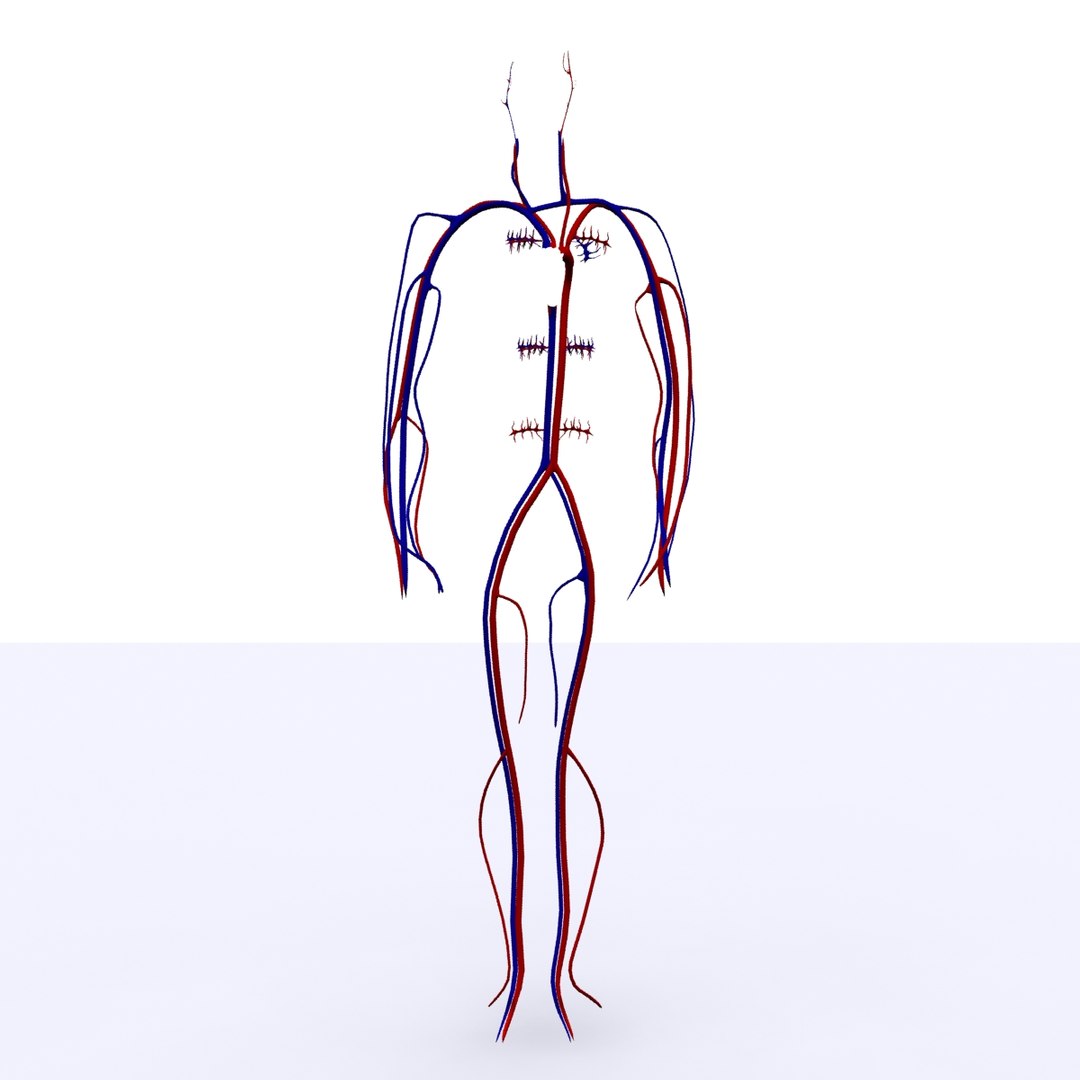 3d Model Basic Circulatory 2010
